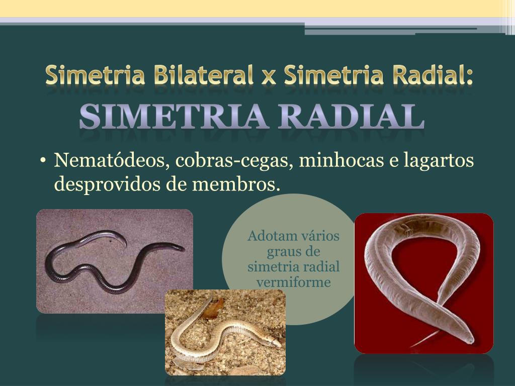PPT - Evolução da arquitetura animal: Radiata para bilateria PowerPoint ...