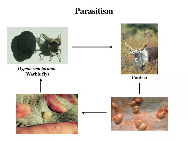 PPT - Parasitism PowerPoint Presentation, free download - ID:2122205