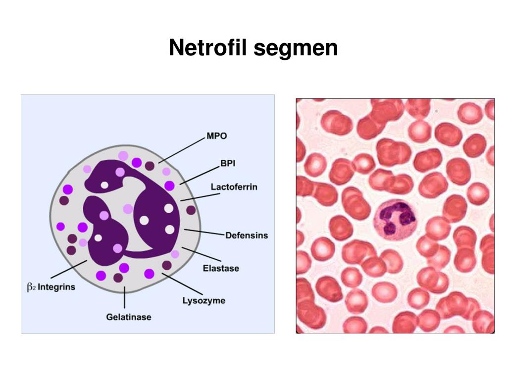 PPT - Pemeriksaan hematologi ( Darah Perifer Lengkap /DPL) PowerPoint ...