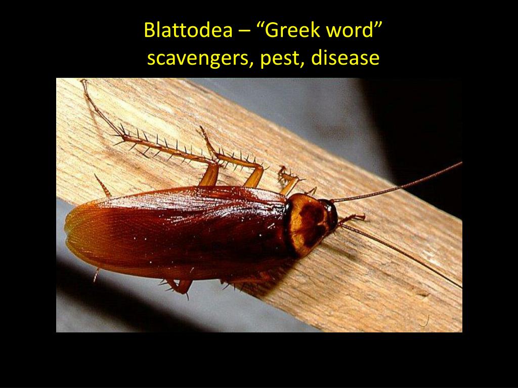 PPT - Ephemeroptera – “short-lived wings” herbaceous(naiad ), aquatic ...