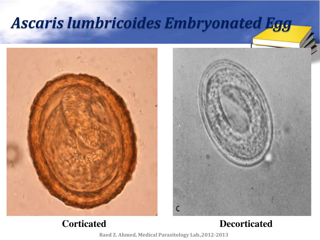 PPT - Medical Parasitology Lab. PowerPoint Presentation, free download ...