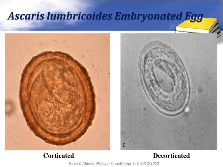 PPT - Medical Parasitology Lab. PowerPoint Presentation - ID:2122550