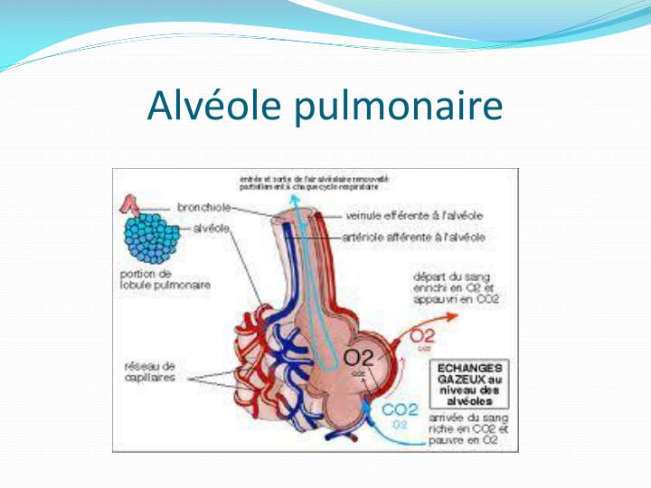 Rôle De L’Alvéole Pulmonaire – Schéma Alveole Pulmonaire 5Ème – RMGD