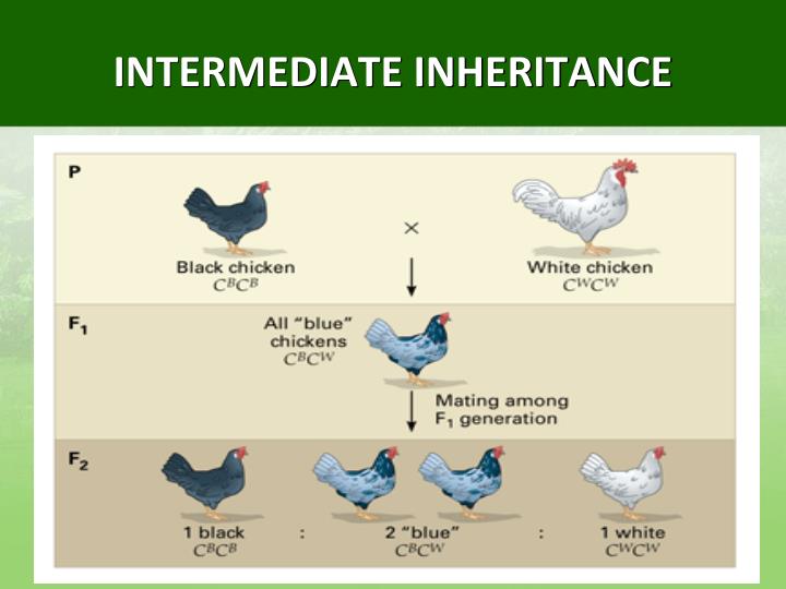 PPT - PATTERNS OF INHERITANCE PowerPoint Presentation - ID:2122769