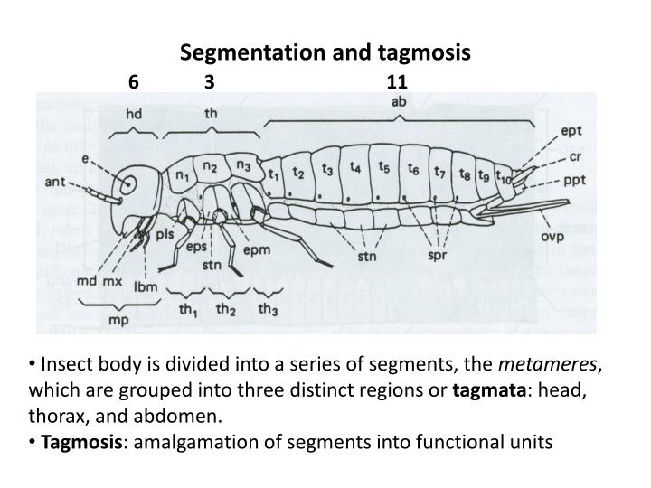 PPT - External Anatomy II Lecture 11 PowerPoint Presentation - ID:2123460