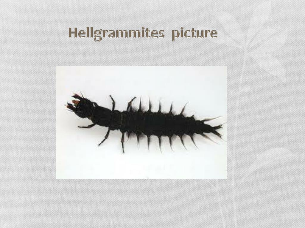 PPT - DOBSONFLY’S PowerPoint Presentation, free download - ID:2123470