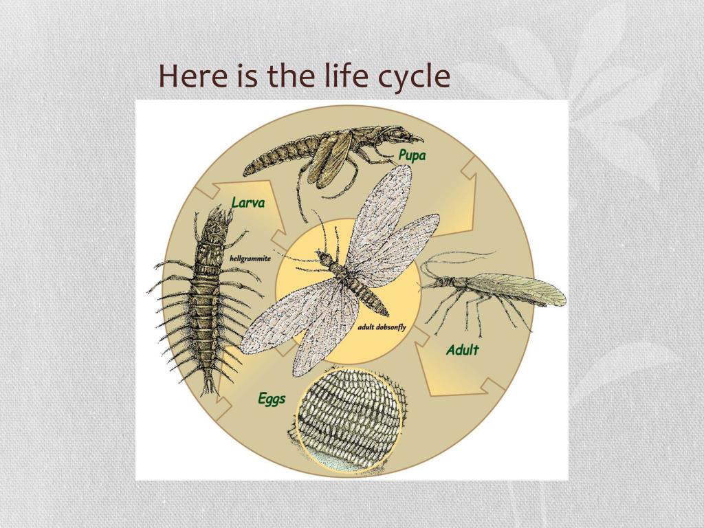 PPT - DOBSONFLY’S PowerPoint Presentation, free download - ID:2123470