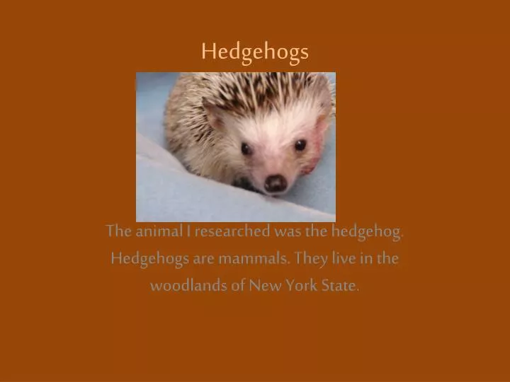 PPT - Hedgehogs PowerPoint Presentation, free download - ID:2124212