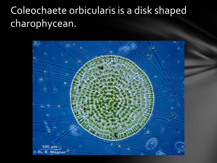 PPT - Chapter 29 Plant Diversity I: How Plants Colonized Land ...