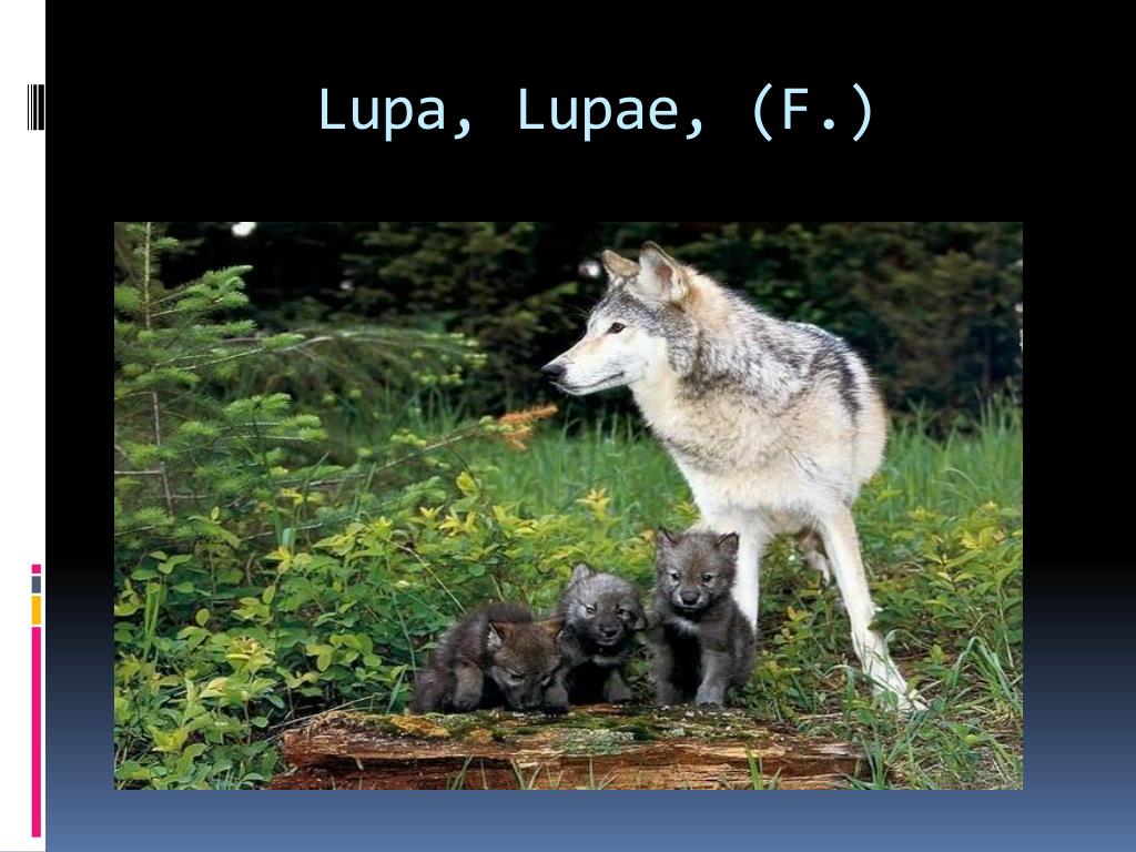 PPT - LNM--Ch.1 Vocabulary Romulus et remus PowerPoint Presentation ...