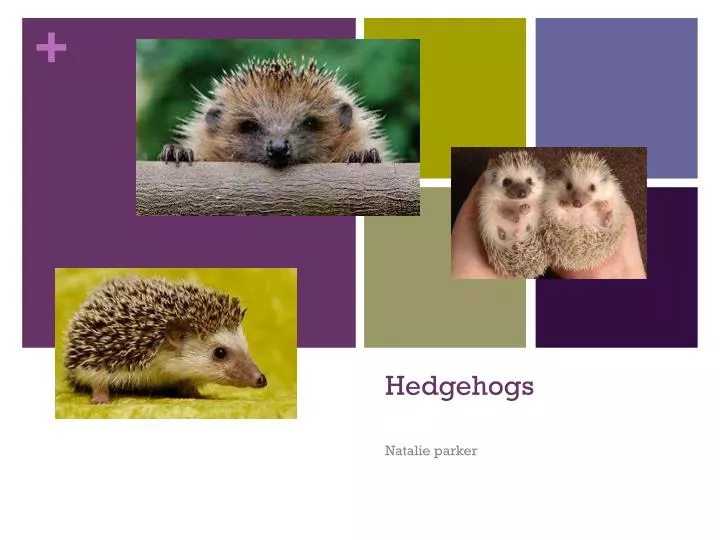 PPT - Hedgehogs PowerPoint Presentation, free download - ID:2124623