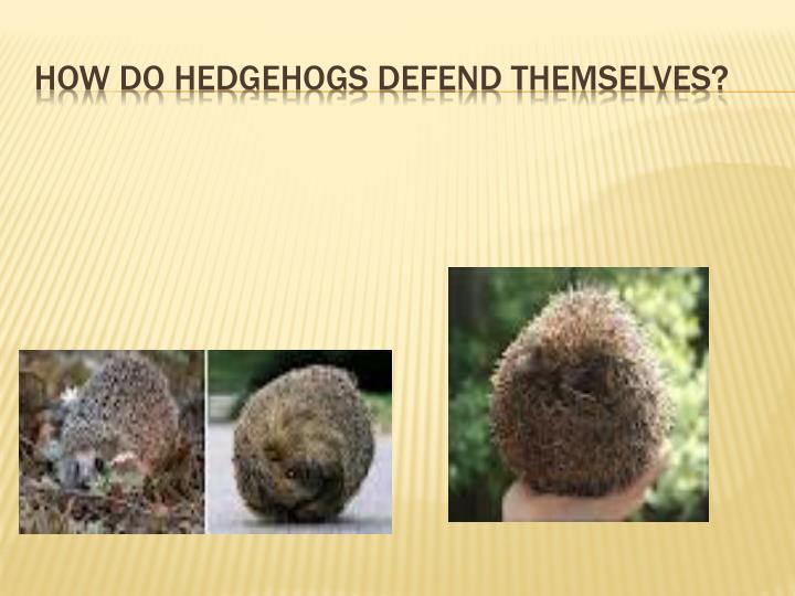 PPT - All about hedgehogs PowerPoint Presentation - ID:2124664