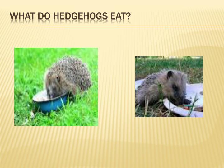 PPT - All about hedgehogs PowerPoint Presentation - ID:2124664