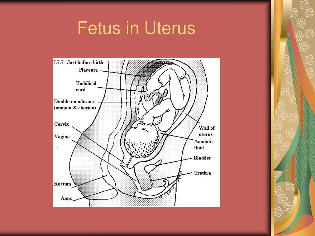 Diagram Of Pregnant Uterus Fully Labeled Diagram Of F - vrogue.co Diagram Of Pregnant Uterus Fully Labeled Diagram Of F - vrogue.co