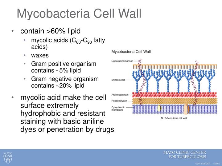 PPT - TB Diagnostic Testing PowerPoint Presentation - ID:2125157