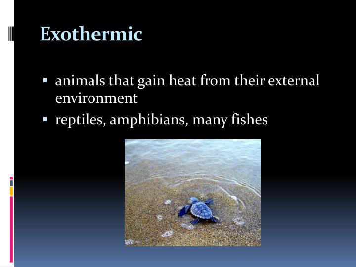 PPT - Basic Principles of animal form & function PowerPoint ...