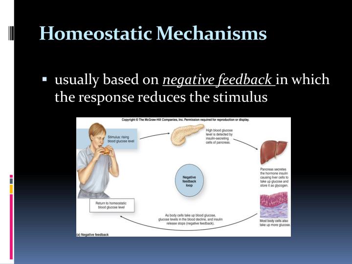 PPT - Basic Principles of animal form & function PowerPoint ...