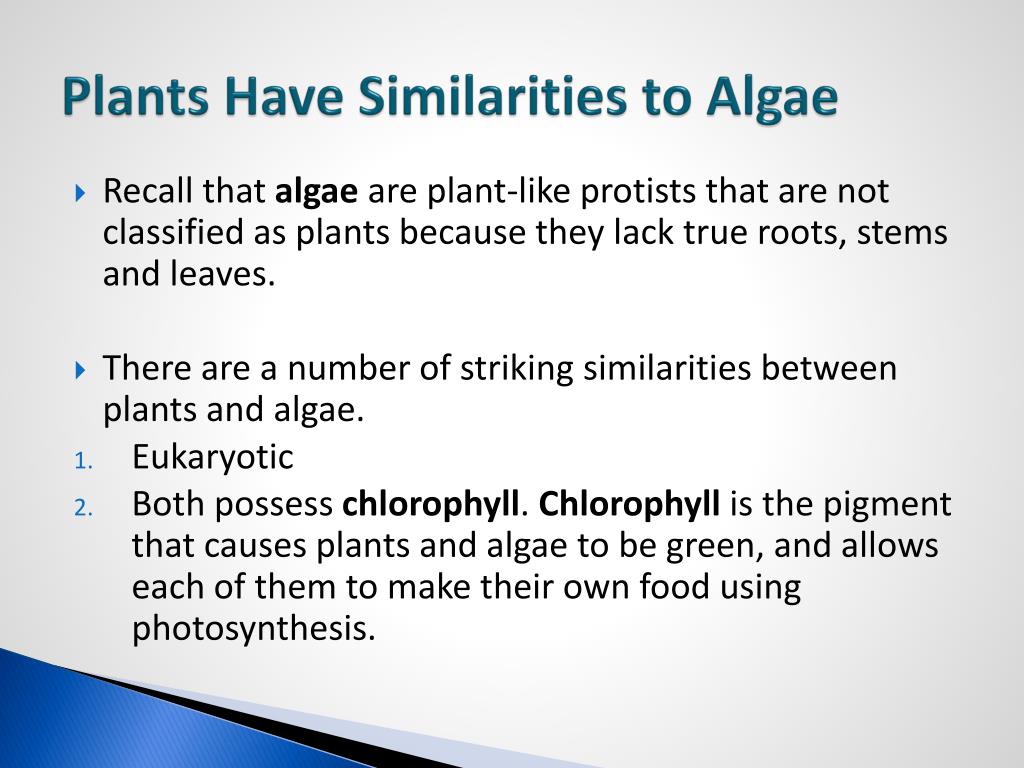 PPT - Origins of Plant Life and Plant Adaptations PowerPoint ...