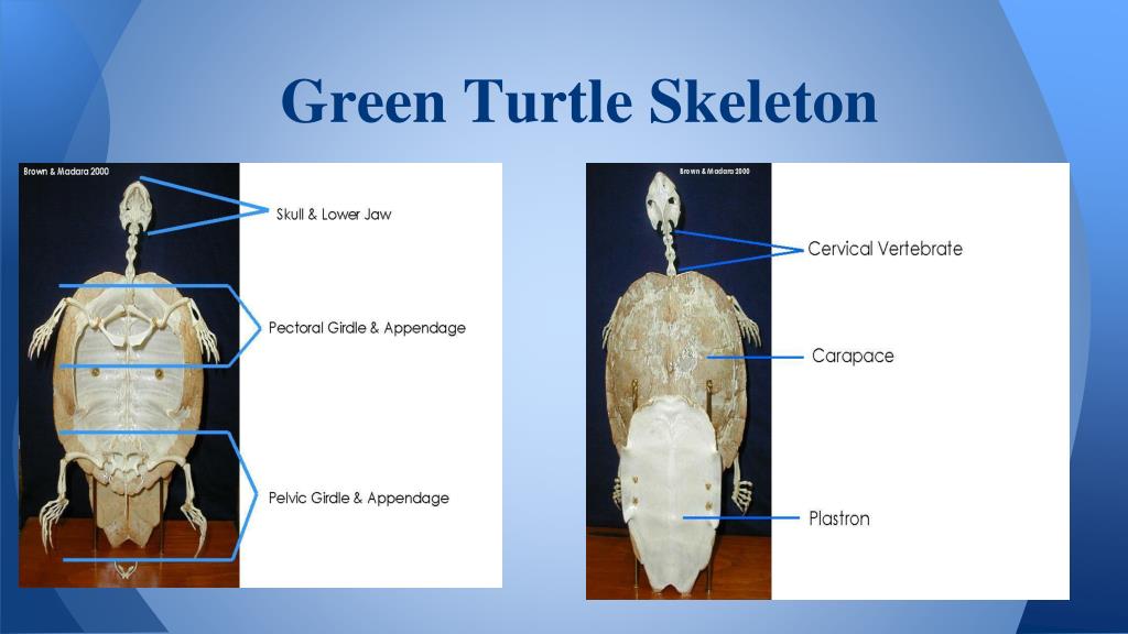 PPT - GREEN SEA TURTLE Marine Biology PowerPoint Presentation, free ...