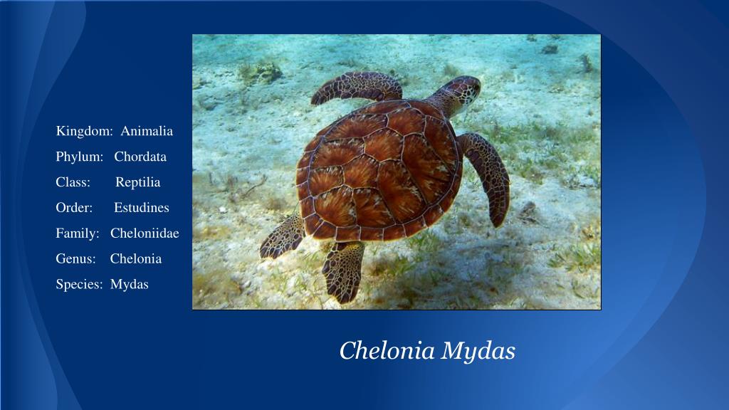 PPT - GREEN SEA TURTLE Marine Biology PowerPoint Presentation, free ...