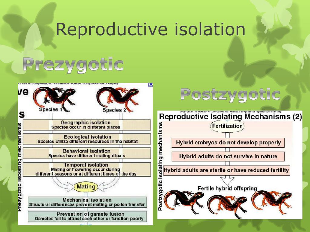 PPT - Sexual selection ( intrasexual – male to male competition ...