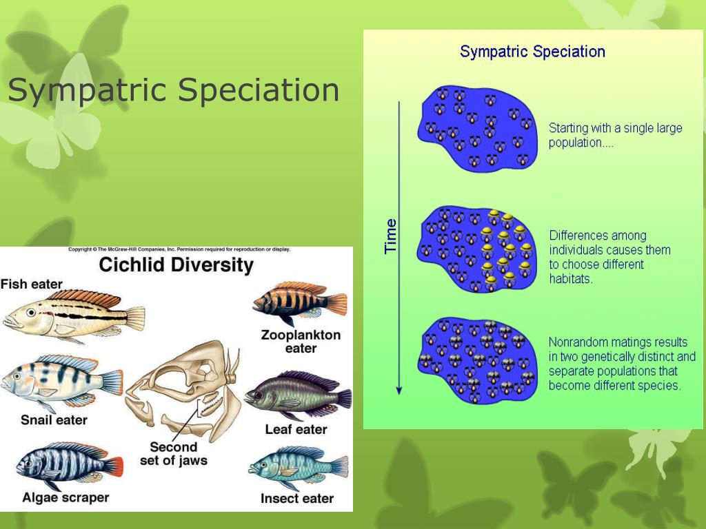 PPT - Sexual selection ( intrasexual – male to male competition ...