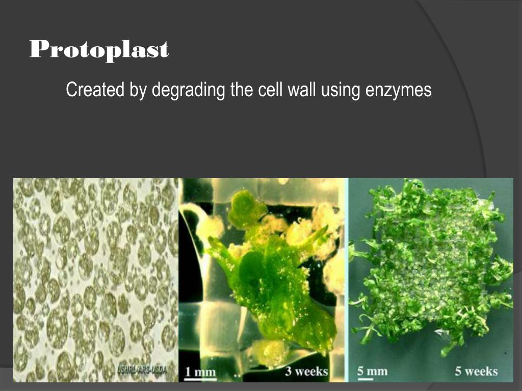 PPT - Teknik & Aplikasi Kuljar Dalam Produksi & Kualitas Tanaman ...