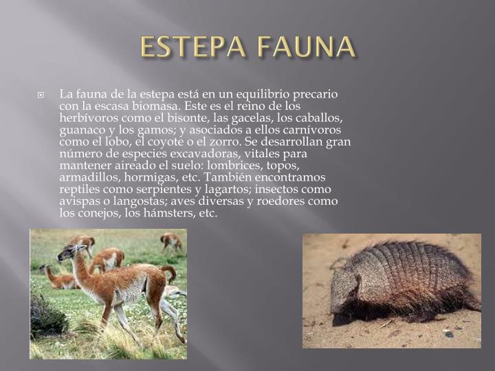 PPT - ECOLOGIA GENERAL PowerPoint Presentation - ID:2127420