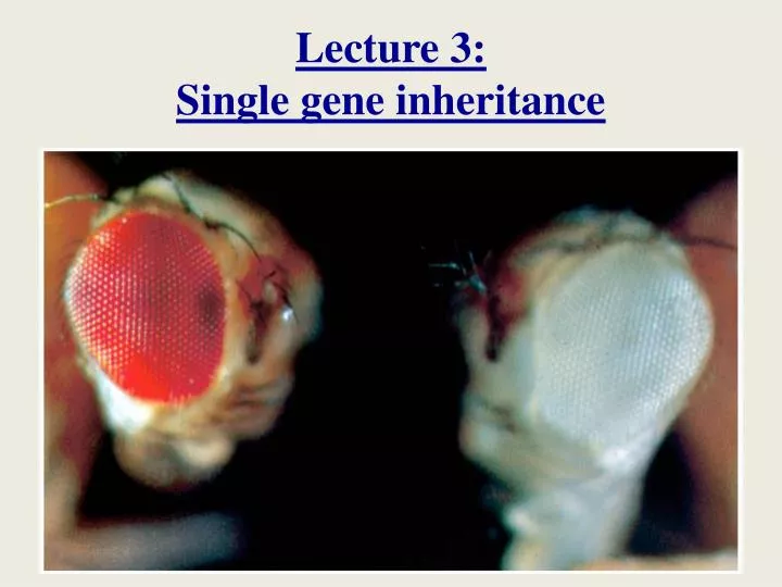 PPT - Lecture 3: Single gene inheritance PowerPoint Presentation, free ...