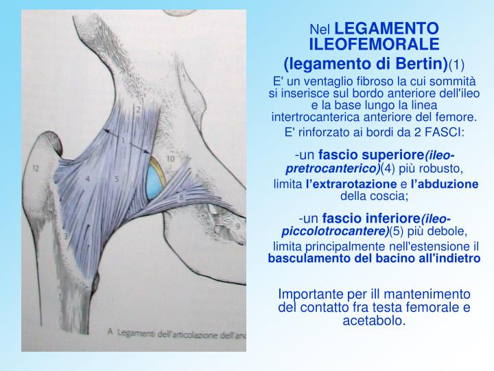 PPT - ANATOMIA DELL’ANCA E BIOMECCANICA DELL\'ARTICOLAZIONE COXO ...