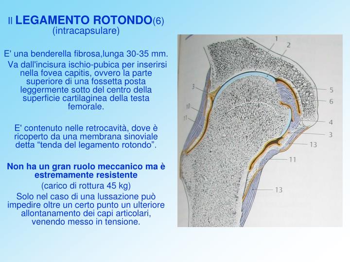 PPT - ANATOMIA DELL’ANCA E BIOMECCANICA DELL'ARTICOLAZIONE COXO ...