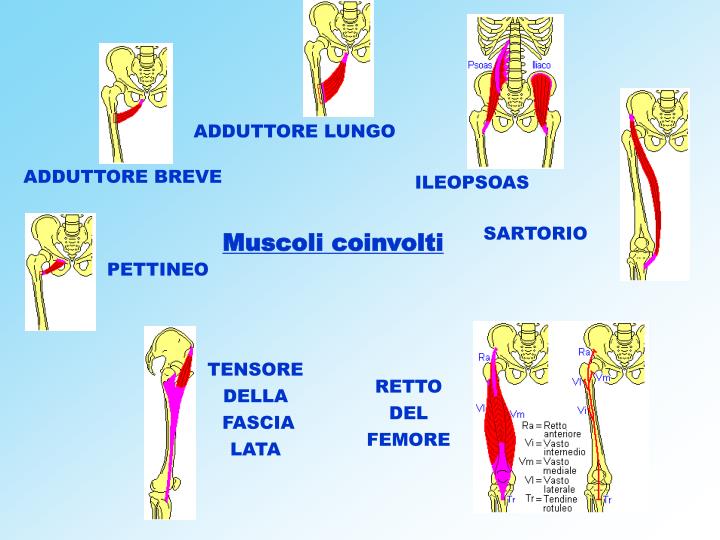 PPT - ANATOMIA DELL ANCA E BIOMECCANICA DELL'ARTICOLAZIONE COXO ...