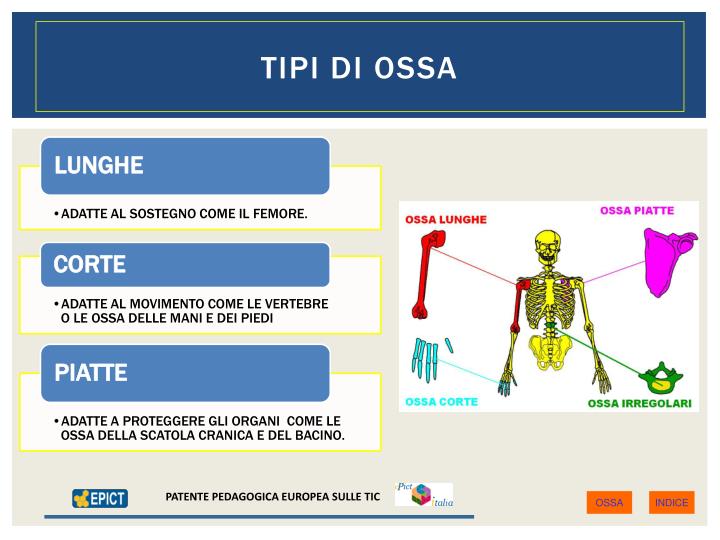 PPT - L’APPARATO SCHELETRICO PowerPoint Presentation - ID:2127454