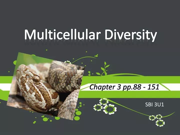 PPT - Multicellular Diversity PowerPoint Presentation, free download ...