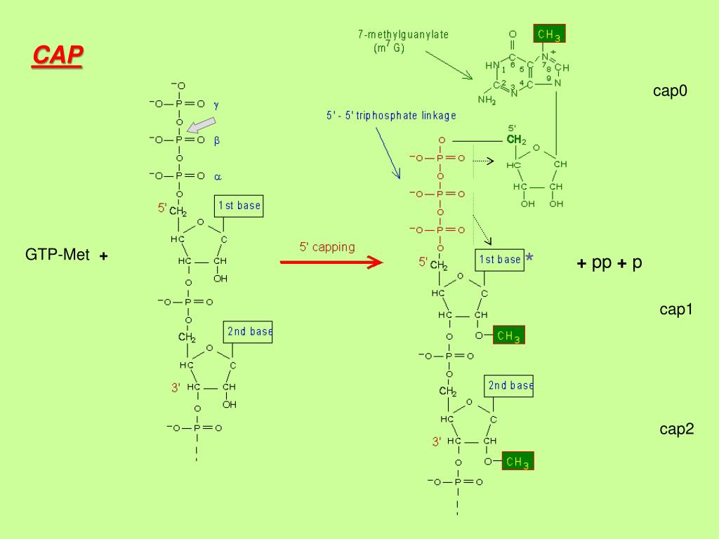 PPT - TRANSCRIPCIÓN EN EUCARIOTAS Verónica Fernández Mancebo 2013 ...