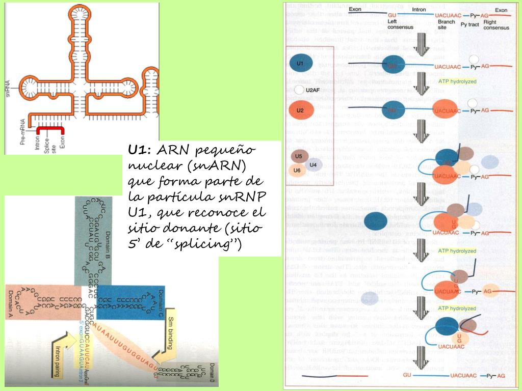 PPT - TRANSCRIPCIÓN EN EUCARIOTAS Verónica Fernández Mancebo 2013 ...