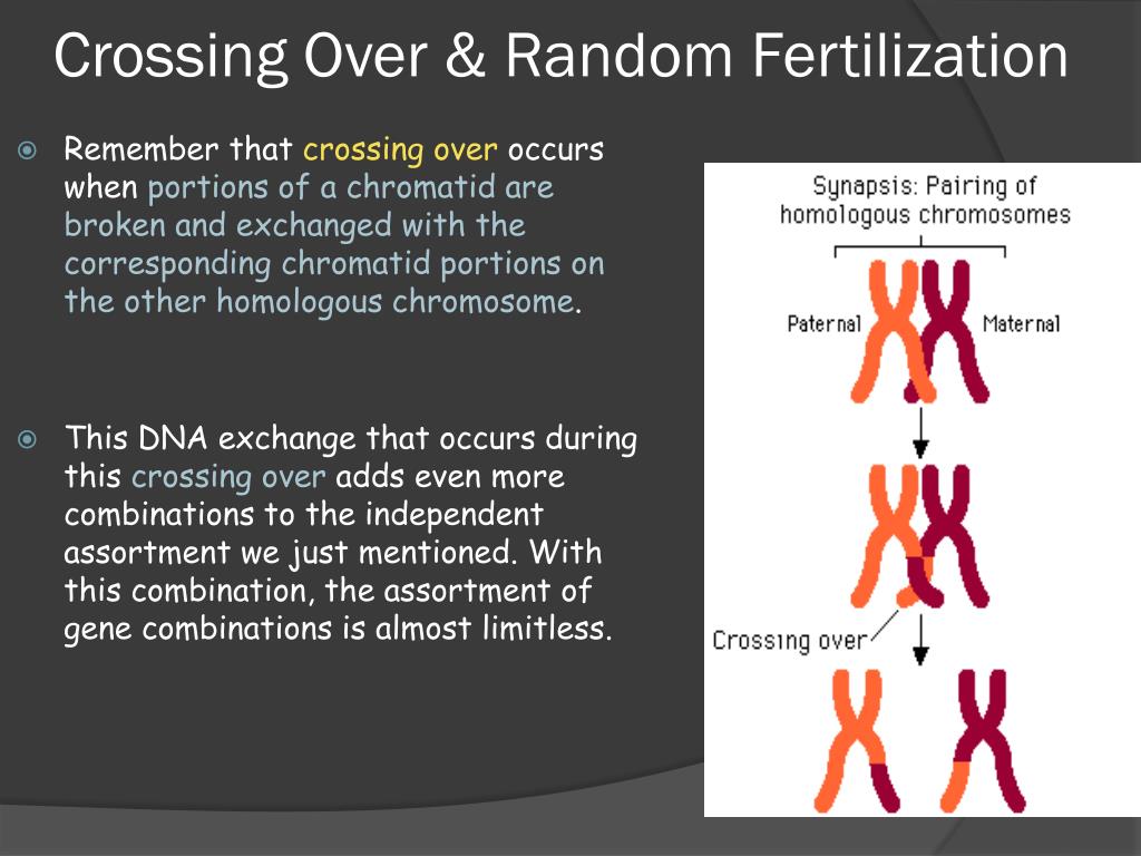 PPT - Biology 7.1 Meiosis and Reproduction PowerPoint Presentation ...