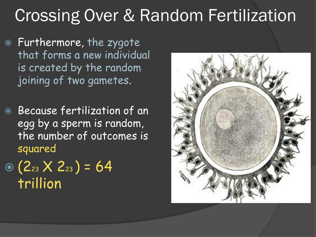 PPT - Biology 7.1 Meiosis and Reproduction PowerPoint Presentation ...