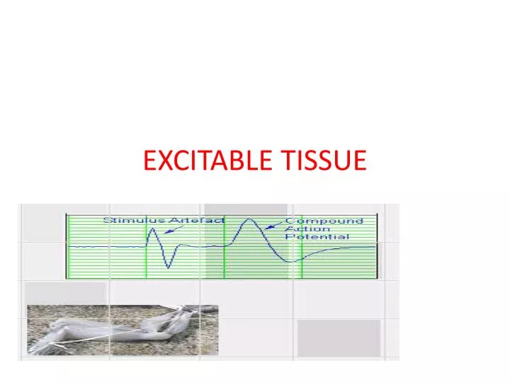 PPT - EXCITABLE TISSUE PowerPoint Presentation, free download - ID:2127595