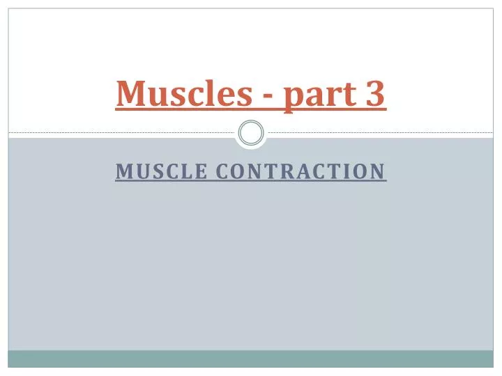 PPT - Muscles - part 3 PowerPoint Presentation, free download - ID:2127638