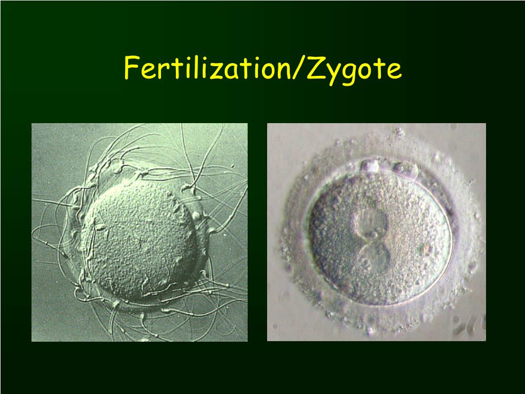 PPT - Meiosis & Sexual Reproduction PowerPoint Presentation, free ...