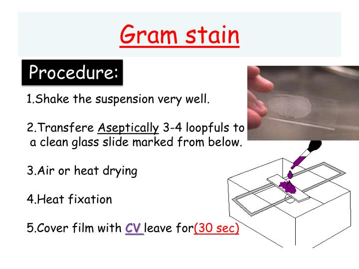 PPT - Principle of staining technique: PowerPoint Presentation - ID:2127901