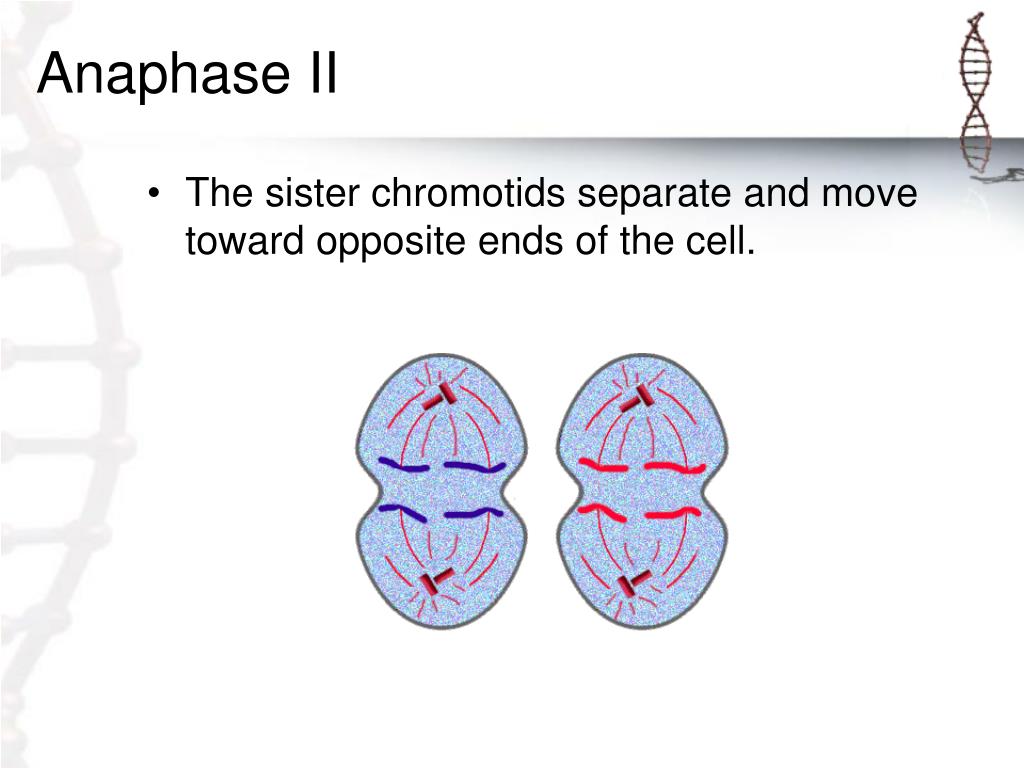 PPT - Mitosis and Meiosis PowerPoint Presentation, free download - ID ...