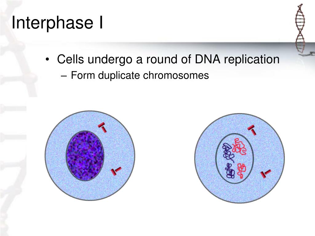 PPT - Mitosis and Meiosis PowerPoint Presentation, free download - ID ...