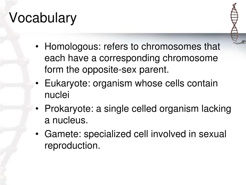 PPT - Mitosis and Meiosis PowerPoint Presentation, free download - ID ...