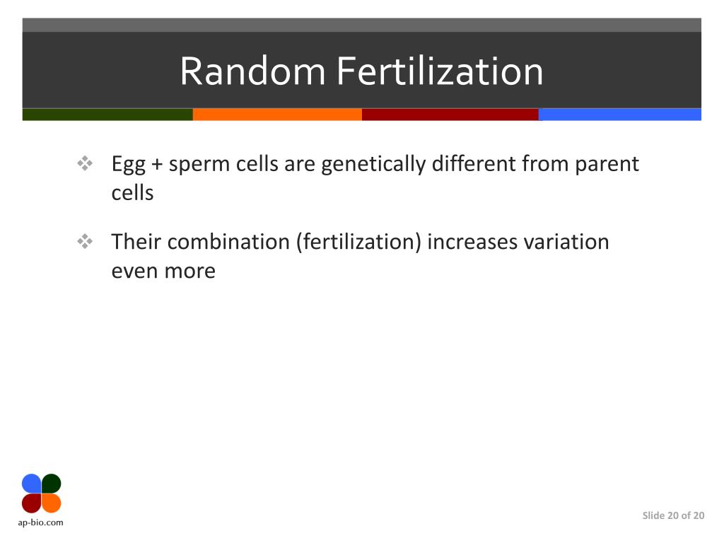 PPT - Meiosis & Sexual Life Cycle PowerPoint Presentation, free ...