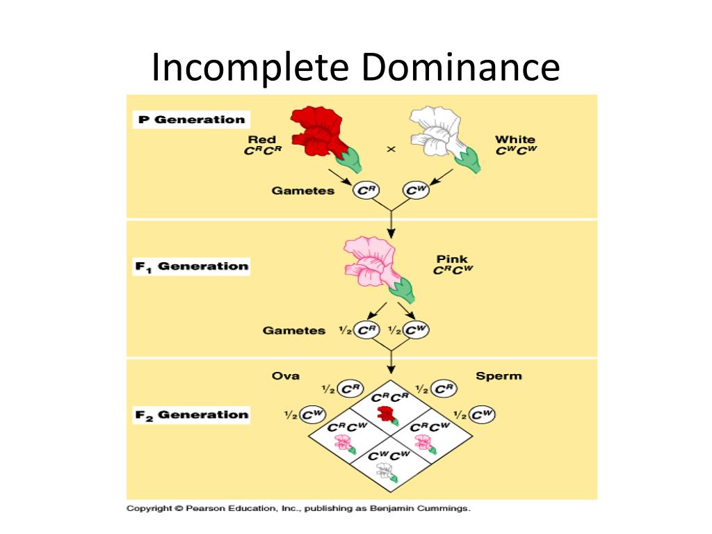 PPT - Slides cover Meiosis and Mendelian/ Nonmendelian outlines ...