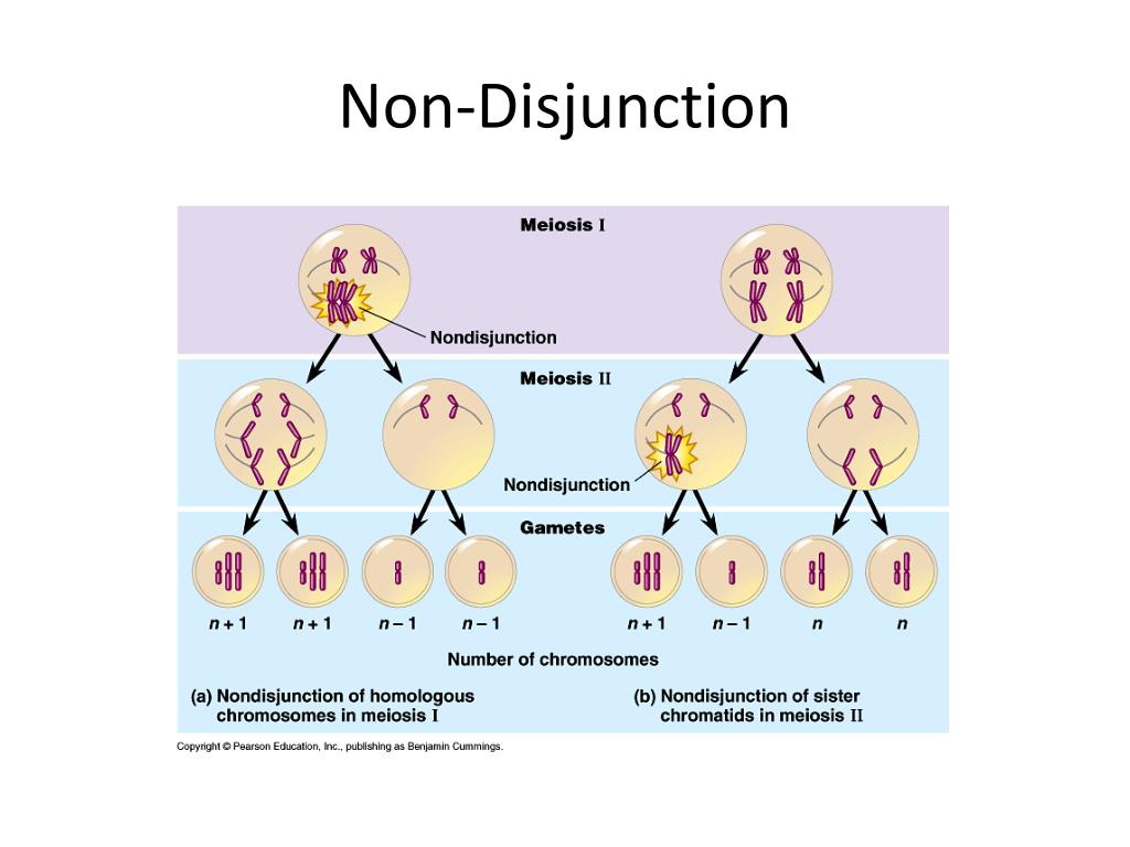 PPT - Slides cover Meiosis and Mendelian/ Nonmendelian outlines ...