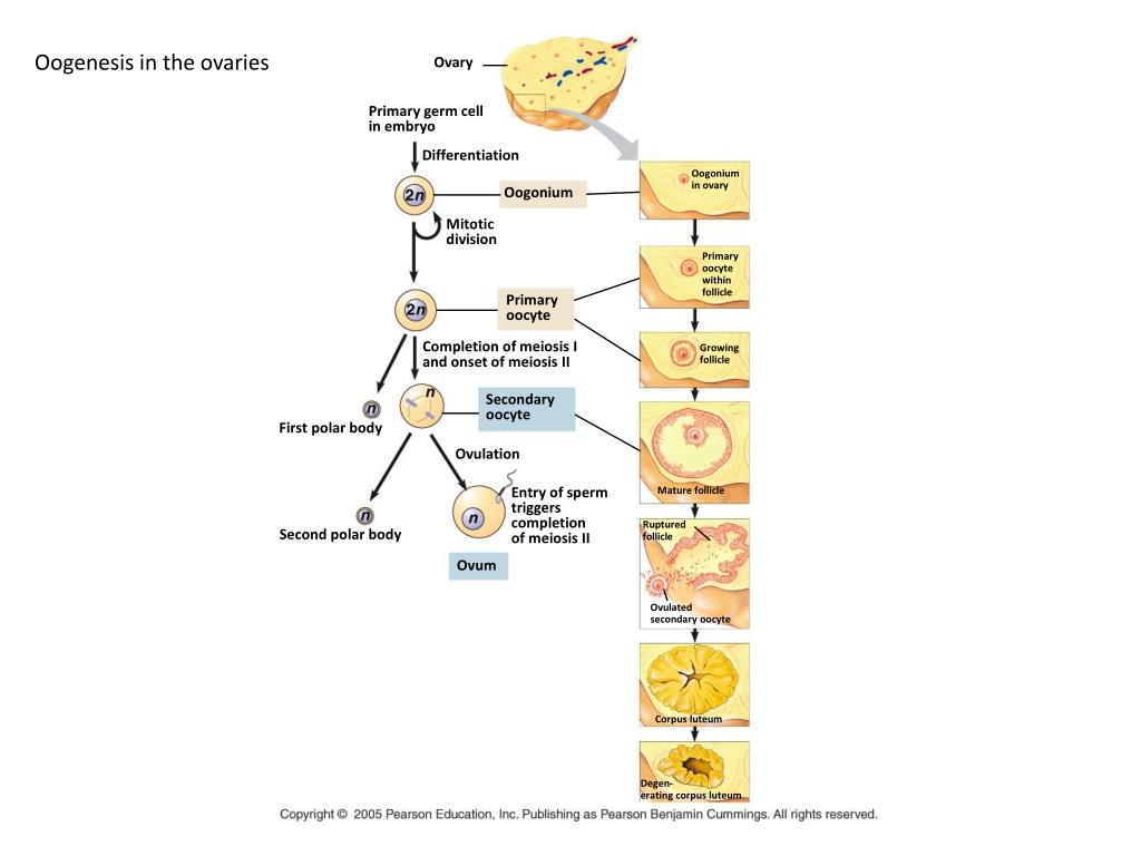 PPT - Slides cover Meiosis and Mendelian/ Nonmendelian outlines ...