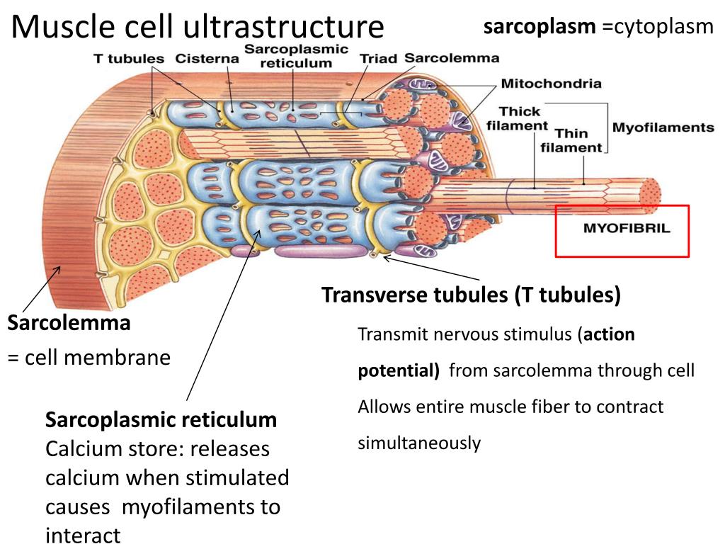 PPT - Biology 121 Anatomy and physiology PowerPoint Presentation, free ...